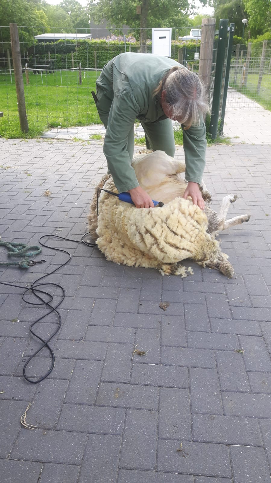 Schapen geschoren – zonder publiek